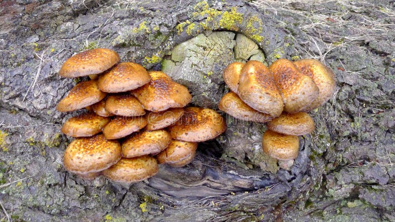 Group of Puffball Mushroom Growing on a Tree Stock Image - Image of ...