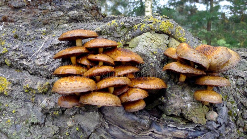 Group of Puffball Mushroom Growing on a Tree Stock Photo - Image of ...
