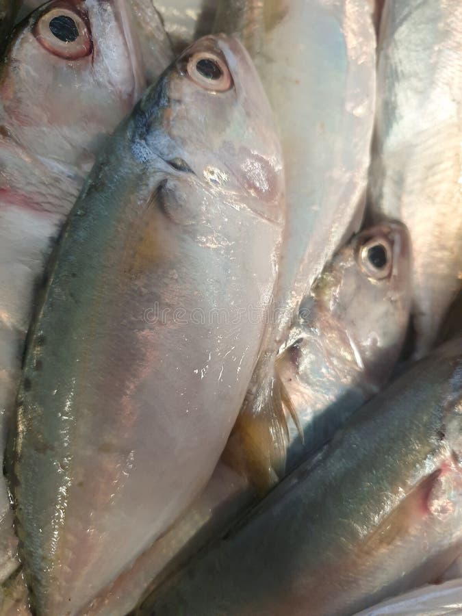 Group of Puffer Fish Close Up Shot Stock Image - Image of shot, close ...