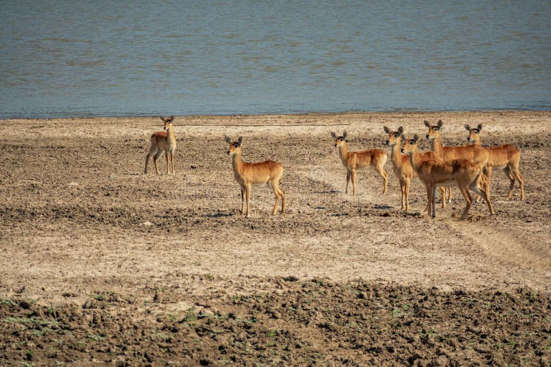 Group of Puku Antelopes Near River Looking for Predator Stock Image ...