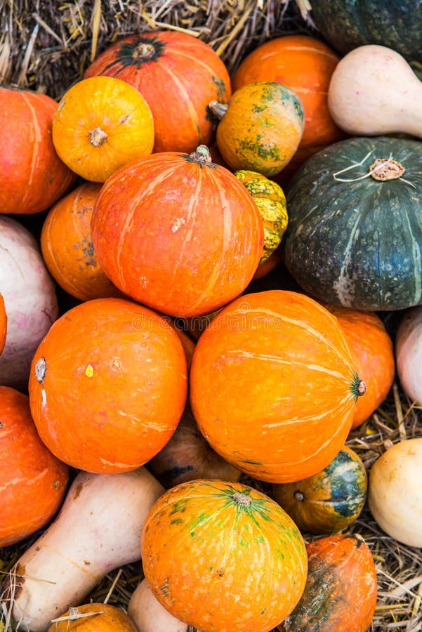 Many Pumpkin for Shown stock photo. Image of countryside - 247159930