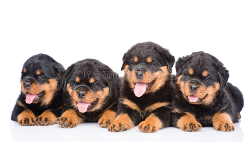 Group of Puppies Rottweiler Lying Together in Front View. Isolated ...
