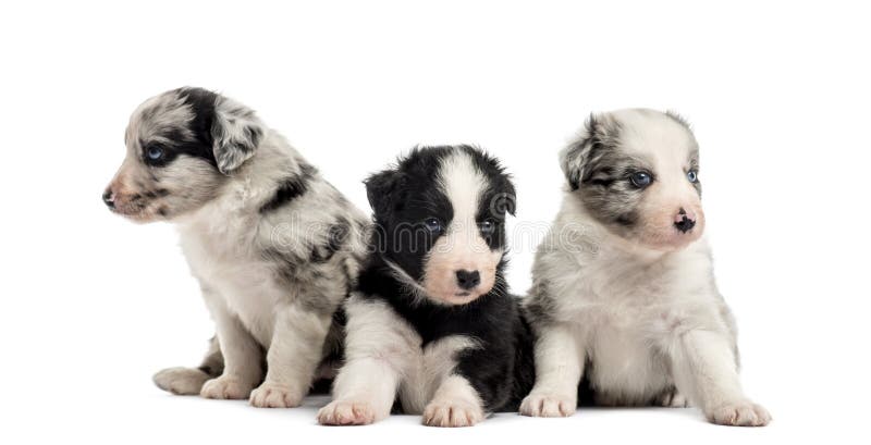 Group of Dog Puppies Playing with a Dog Kennel, Isolated Stock Image ...
