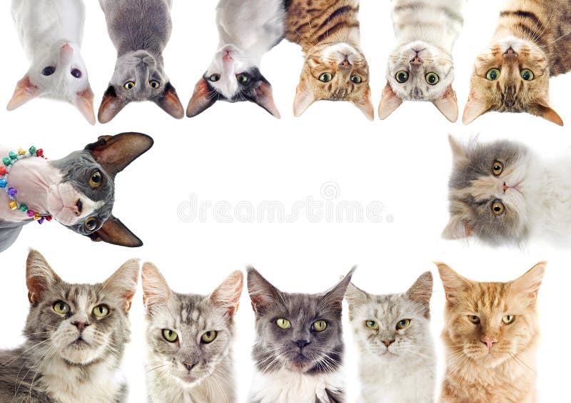 Group of cats stock image. Image of oriental, sphynx - 29746955