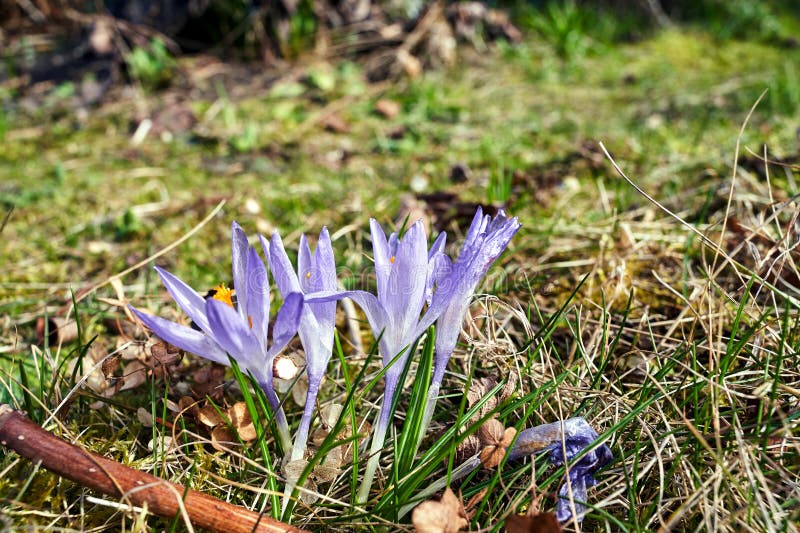 Group of Purple, Blooming Crocus Flowers in a Meadow in Early Spring ...