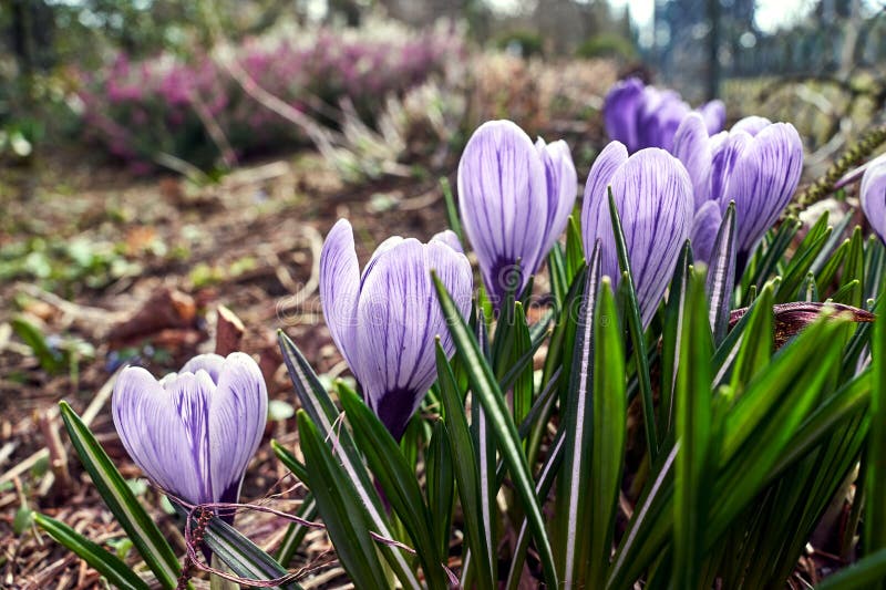 Group of Purple, Blooming Crocus Flowers in a Meadow in Early Spring Stock Photo - Image of ...