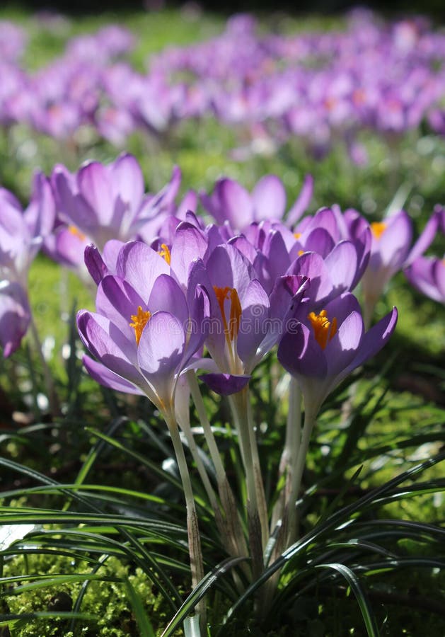 Group of Purple Crocus stock image. Image of backlit - 107622259