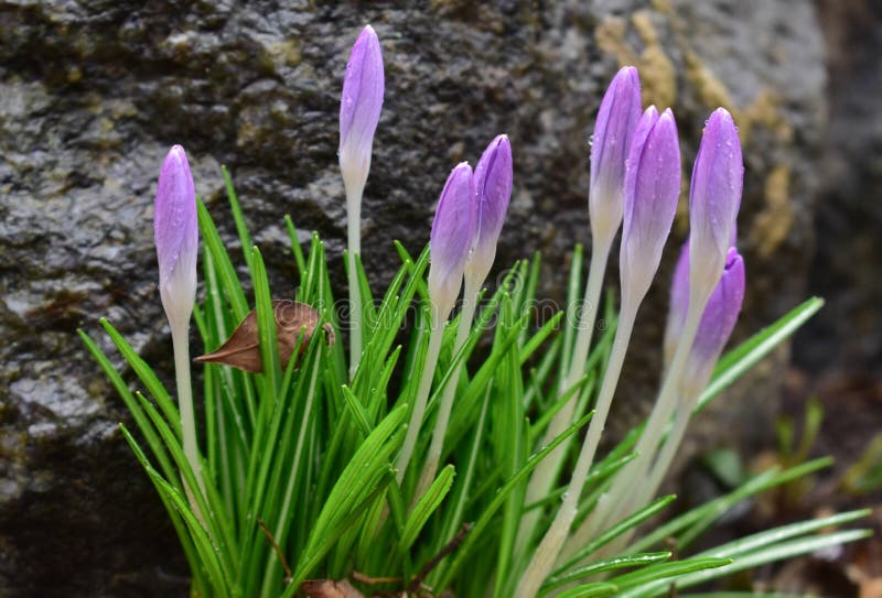 Group of Purple Crocus Buds in the Grass. Stock Photo - Image of spring ...