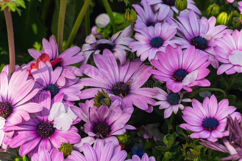 Group of purple flower stock image. Image of color, dahlia - 90791827