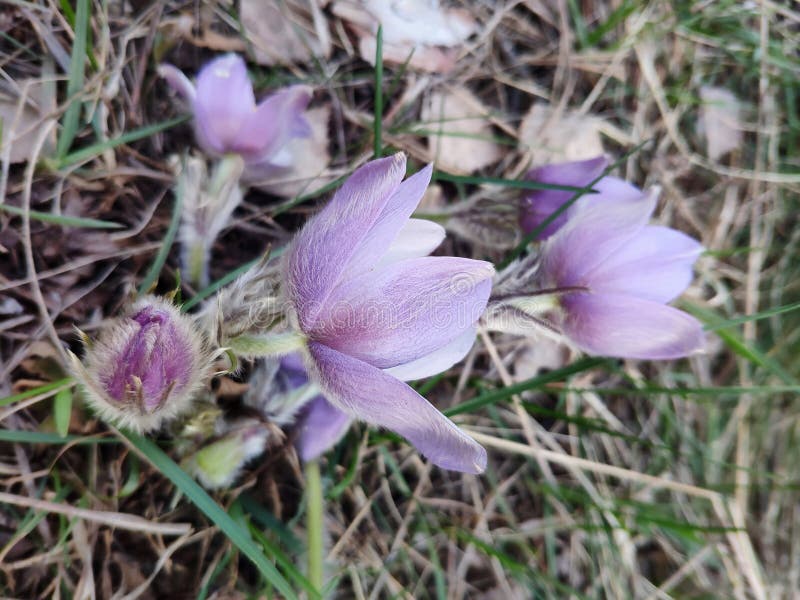 Group of Purple Pasque Flowers on Mountain. Spring Flower. Stock Image ...