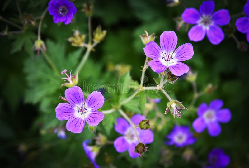 A Group of Purple Small Flowers Stock Photo - Image of bright, garden ...