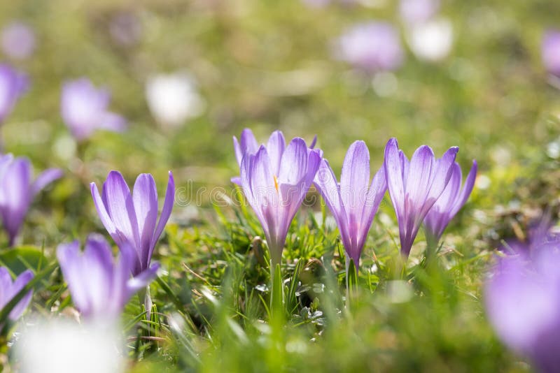 Group of Purple Spring Crocus Flowers in the Grass, Narrow Depth of ...