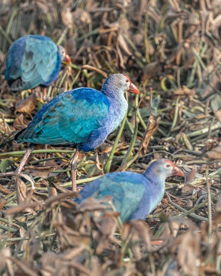 A Group of purple Swamphen stock photo. Image of purple - 269758210