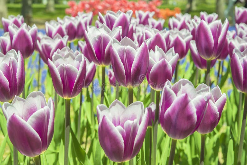 Group Purple Tulips. Spring Landscape. Stock Photo - Image of landscape ...