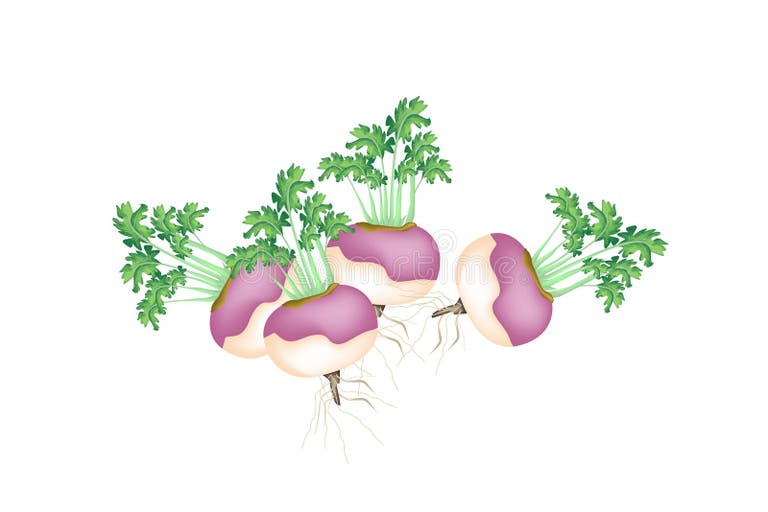 Fresh Turnips Stock Illustrations – 1,947 Fresh Turnips Stock ...