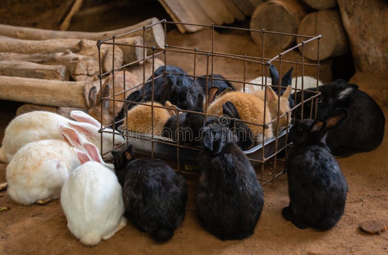 Group of Rabbit Eating Fruit Stock Photo - Image of pretty, closeup ...
