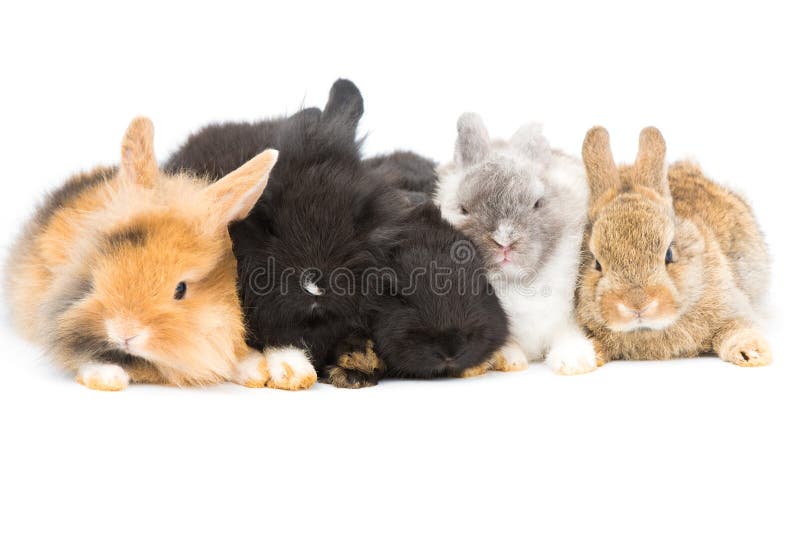 Rabbit Relaxing and Resting on the Ground. Home Decorative Rabbit ...