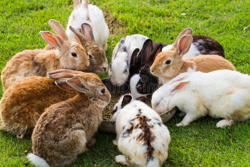 Rabbit. stock photo. Image of rabbits, domestic, ecologic - 20436434