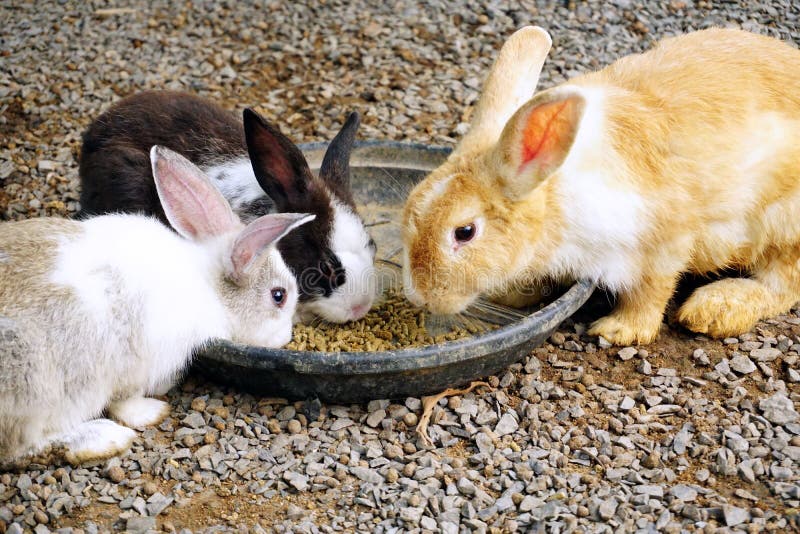 Group of Rabbits Eating Food Stock Photo - Image of animal, food: 67024598