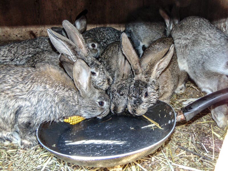 Rabbit Ar Farm in Romania - Animals Stock Photo - Image of colors ...