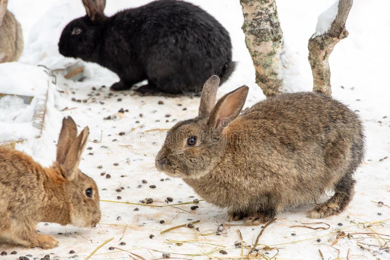 579 Wild Rabbits Winter Stock Photos - Free & Royalty-Free Stock Photos ...