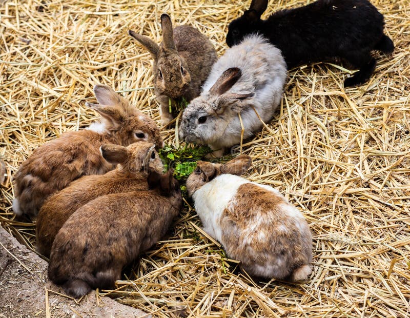Rabbits Sharing a Meal stock image. Image of bear, fluffy - 358965417