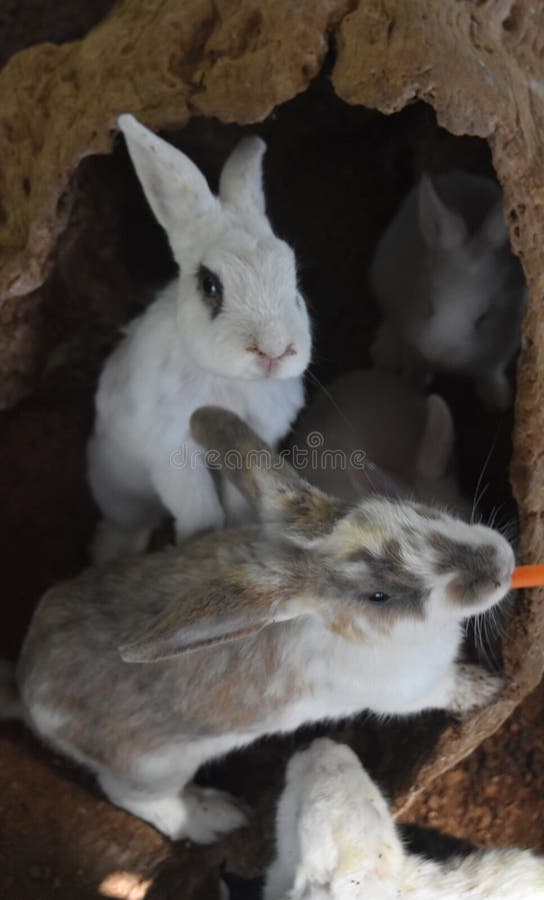 Group of Rabbits Hiding Out in the Hollow of a Log Stock Photo - Image ...