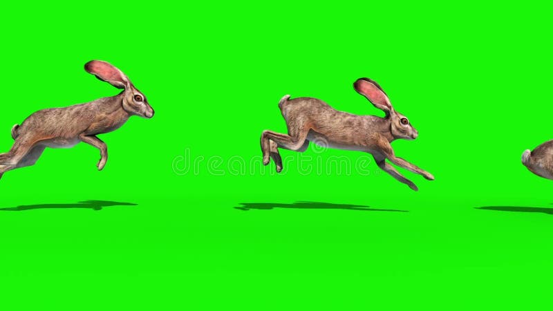 Group of Rabbits Jump Side Green Screen 3D Rendering Animation Stock ...