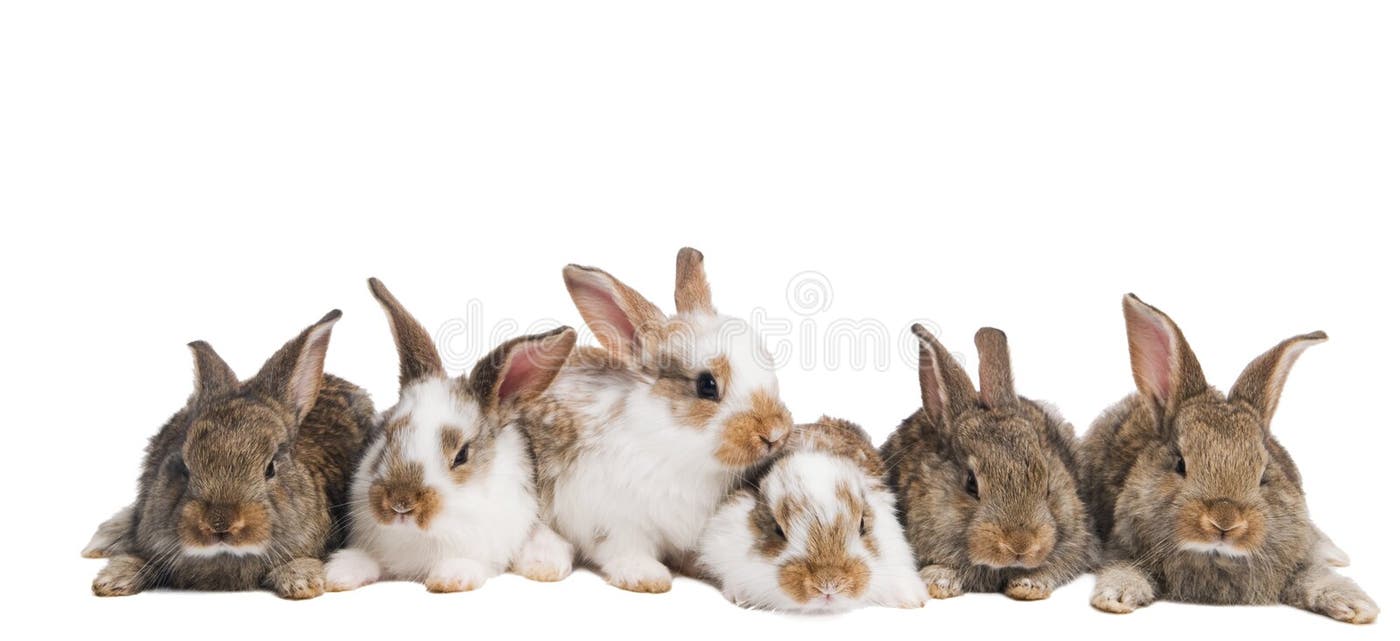 258 Spotted Rabbits Stock Photos - Free & Royalty-Free Stock Photos ...