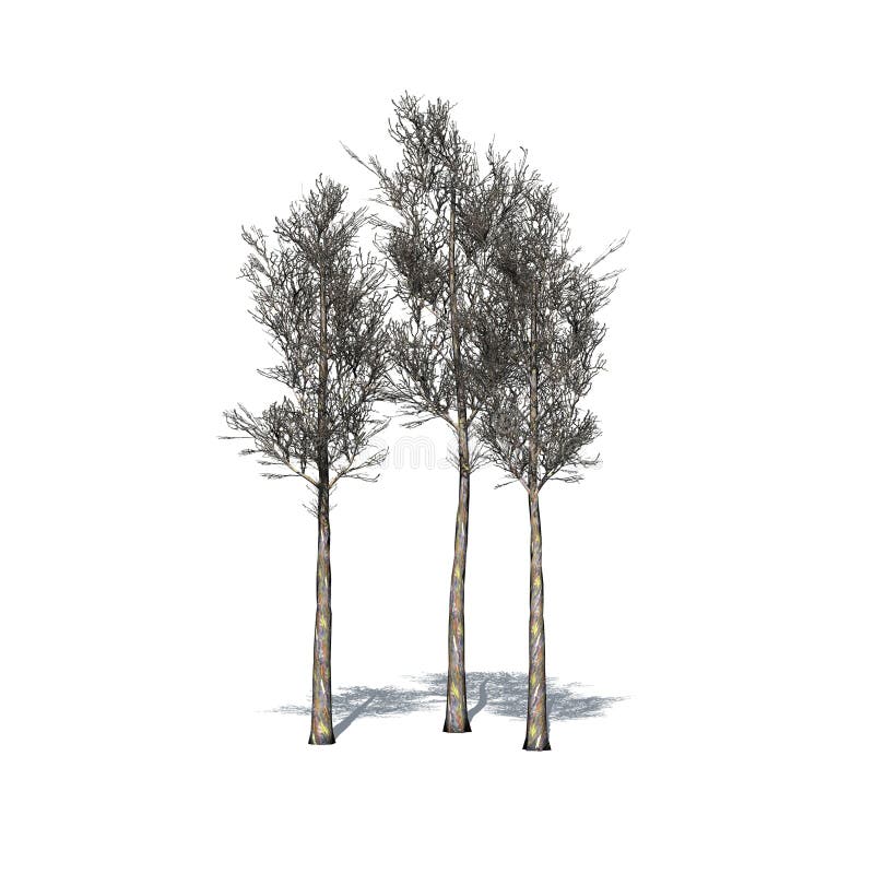 Gum Trees Landscape Stock Illustrations – 100 Gum Trees Landscape Stock ...