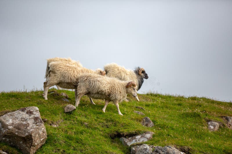 A Group of Rams Running Down the Hill on Mykines Island Stock Image ...