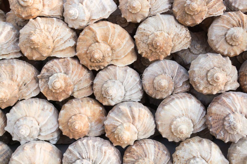 Group of Rapana Shells Arranged Diagonally, Black Sea, Bulgaria Stock ...