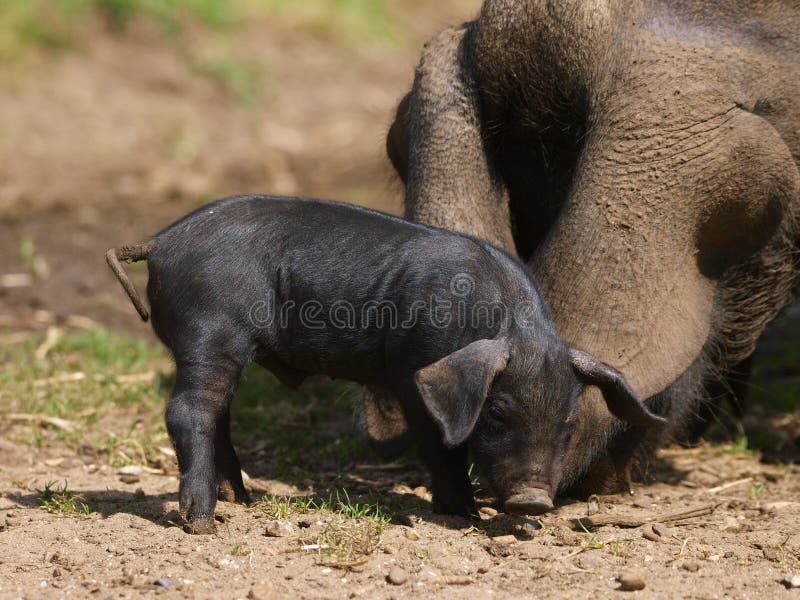 Baby Pigs stock photo. Image of animal, asleep, baby - 29818062
