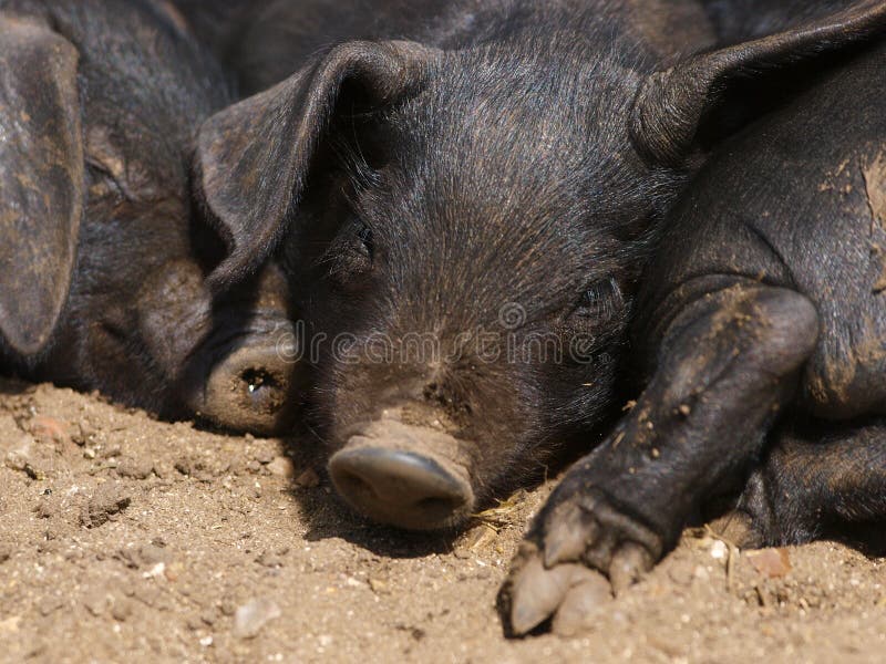 Baby Pigs stock image. Image of outdoors, piglet, agriculture - 29818185