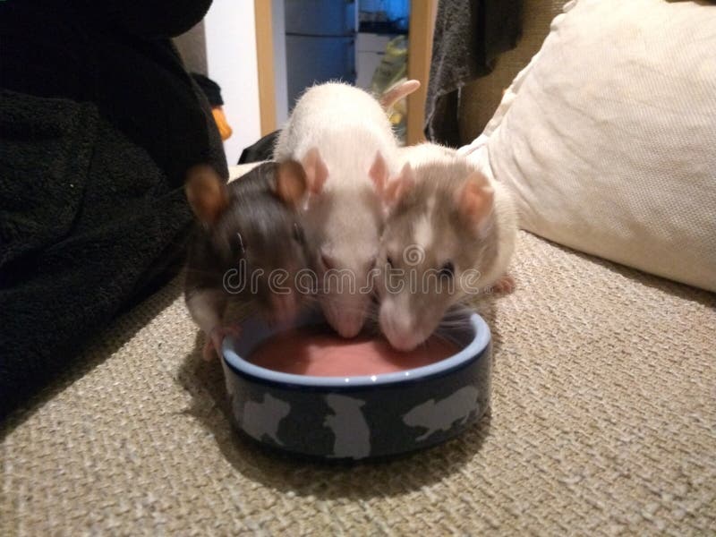 Two rats eating stock photo. Image of rodent, munching - 10102848