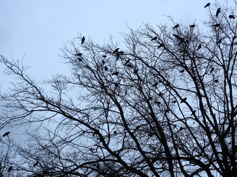 A Group of Ravens on a Tree Stock Photo - Image of fauna, black: 359078132