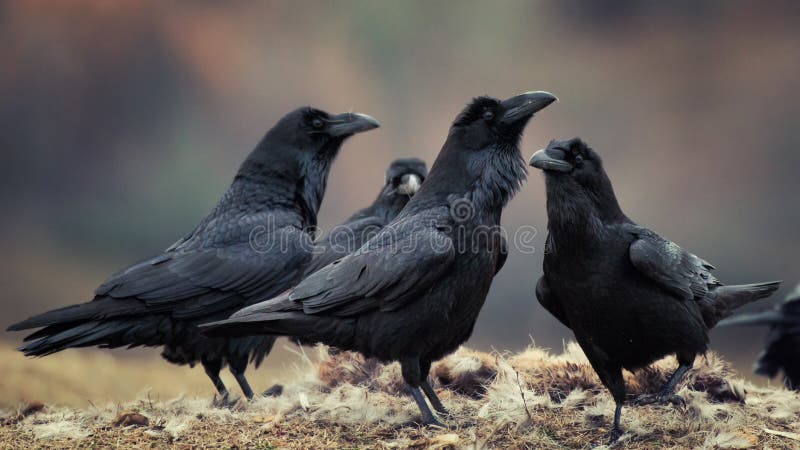 Two Ravens Corvus Corax Sit on a Prey Stock Photo - Image of corax ...