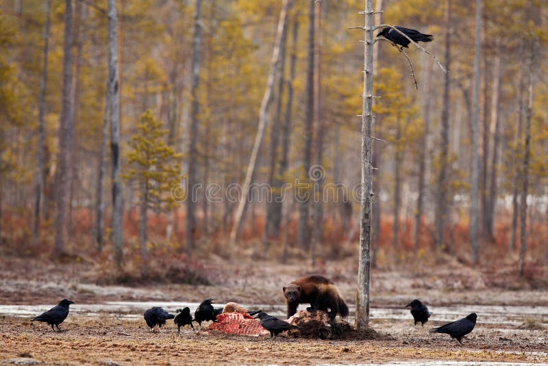 Group of Ravens and a Wolverine Eating a Dead Animal in the Forest ...
