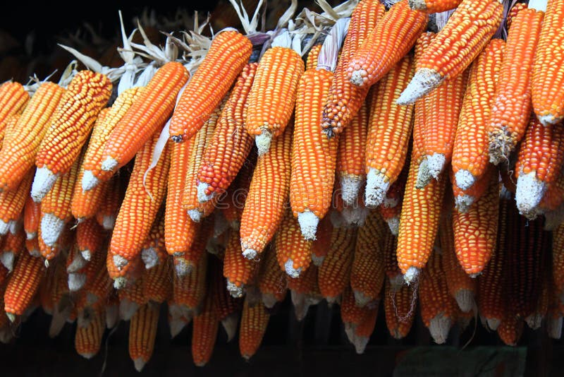Group of raw corns stock image. Image of golden, harvest - 31776481
