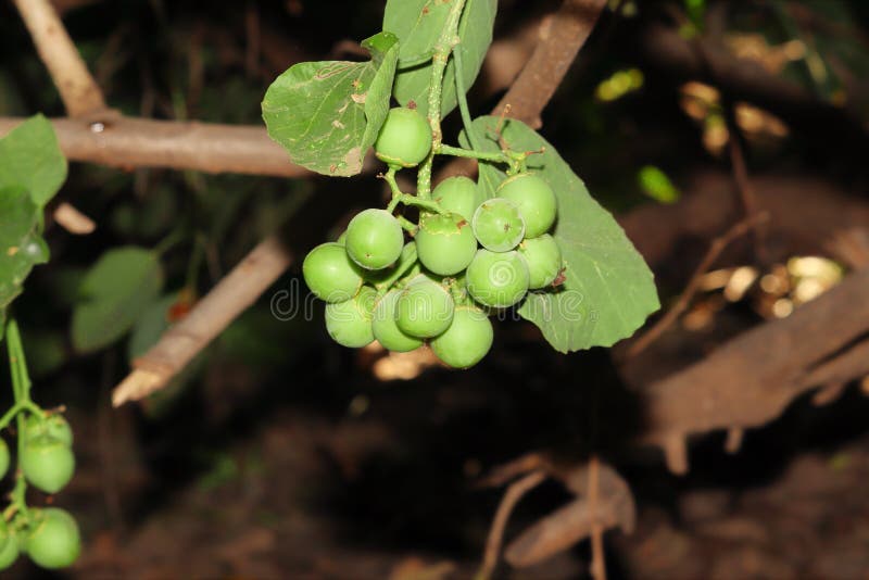 Green Gunda Stock Photos - Free & Royalty-Free Stock Photos from Dreamstime