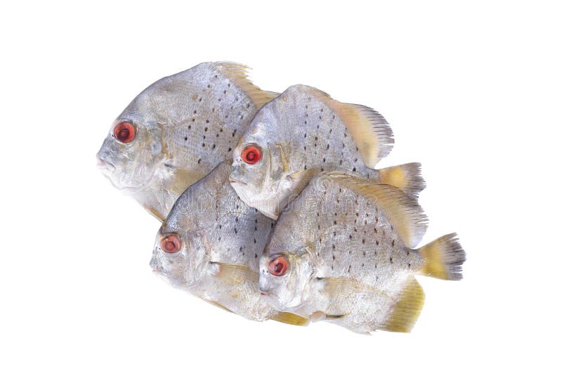 Spotted Sicklefish Heart Shaped Leaf Isolated on White Background Stock ...