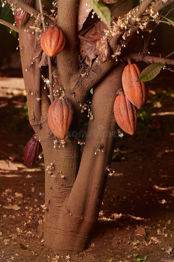 Ripe Cacao Fruit. Brown Cocoa Pods Grow on the Tree. the Cocoa Tree ...