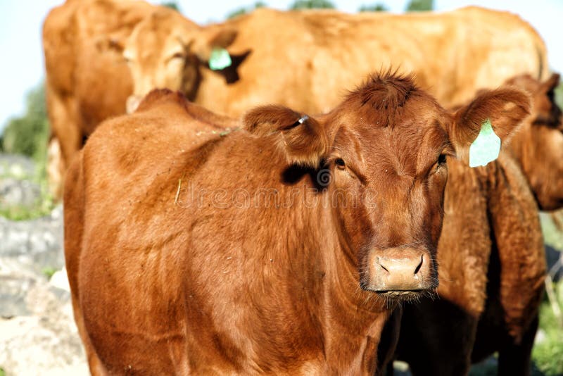 Red Angus Cows on an Idaho Farm. Stock Photo - Image of high, drops ...