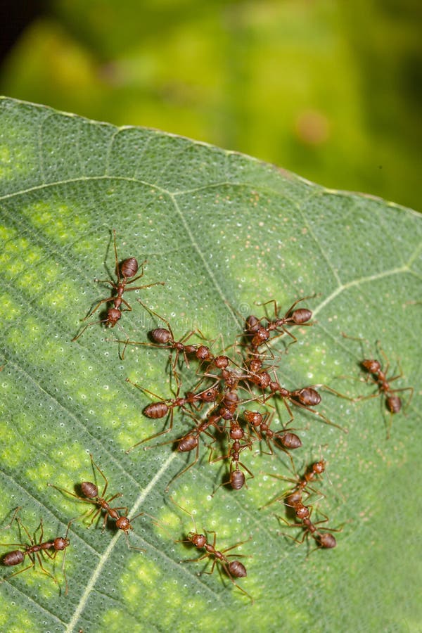 The Group Red Ant Attack Bug for Food on Stick Tree in Nature at Forest ...