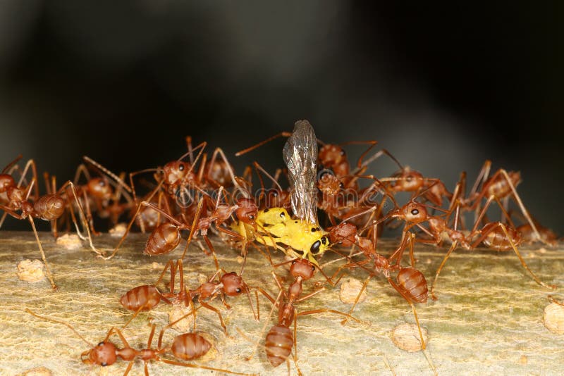 Fire Ant Attack Stock Photos - Free & Royalty-Free Stock Photos from ...