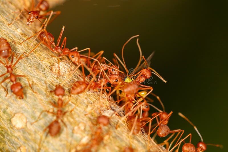 Group Red Ant Attack Yellow Warp on Tree in Nature Stock Photo - Image ...