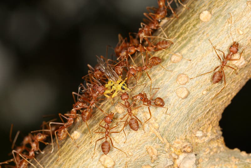 Group Red Ant Attack Yellow Warp on Tree in Nature Stock Photo - Image ...