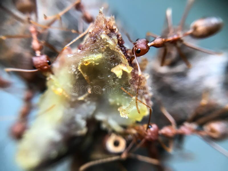 Group of Red Ant Carrying Food on Branch Tree Stock Photo - Image of ...