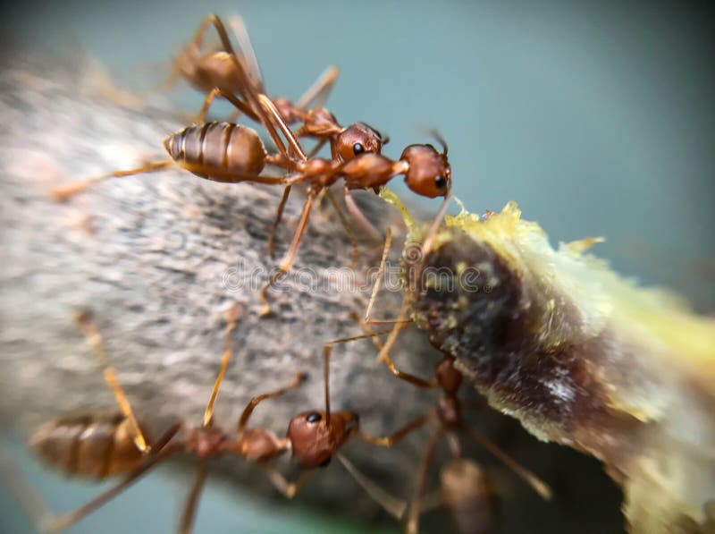 Group of Red Ant Carrying Food on Branch Tree Stock Image - Image of ...