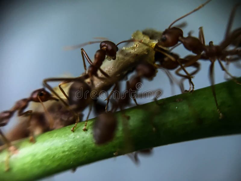 Group of Red Ant Carrying Food on Branch Tree Stock Image - Image of ...